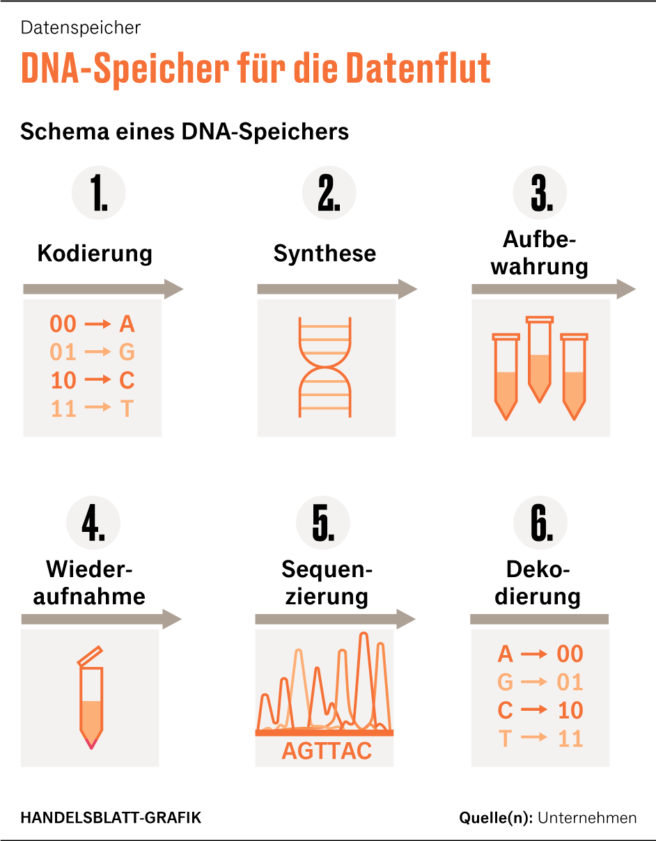 Wie DNA-Speicher ungeheure Datenmengen aufbewahren können